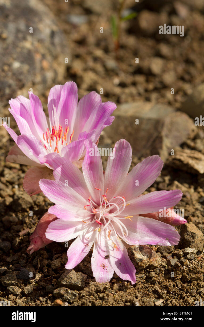 Bitterroot flower hi-res stock photography and images - Alamy
