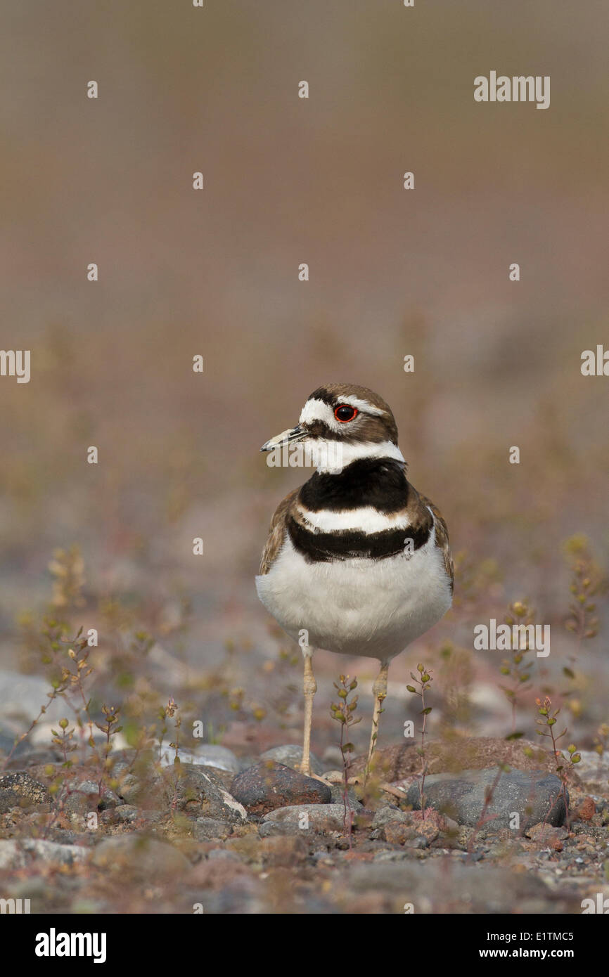 Killdeer, Charadrius vociferus, Oregon, USA Stock Photo - Alamy
