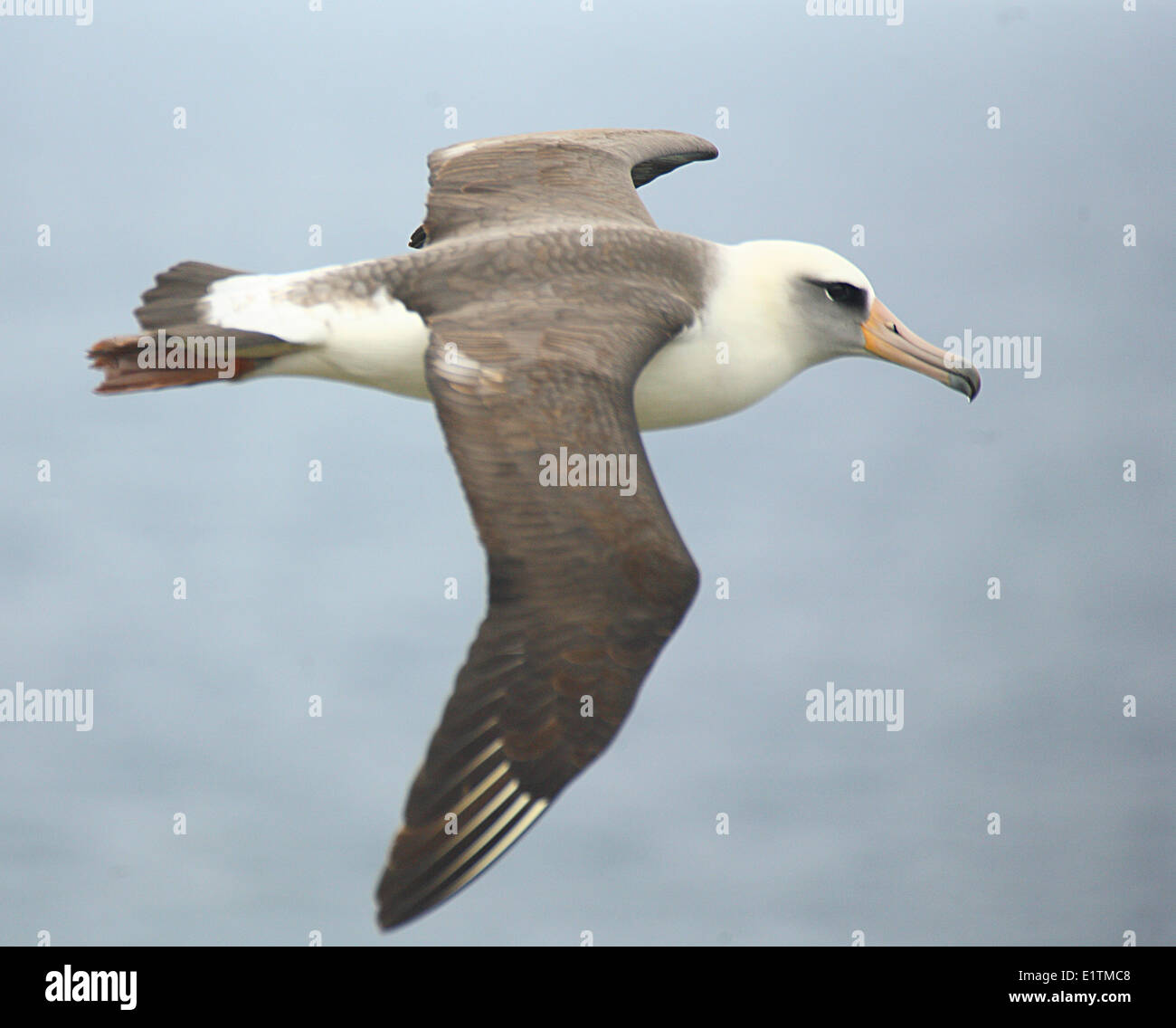 Laysan Albatross, Phoebastria immutabilis, Kauai, Hawaii, USA Stock ...