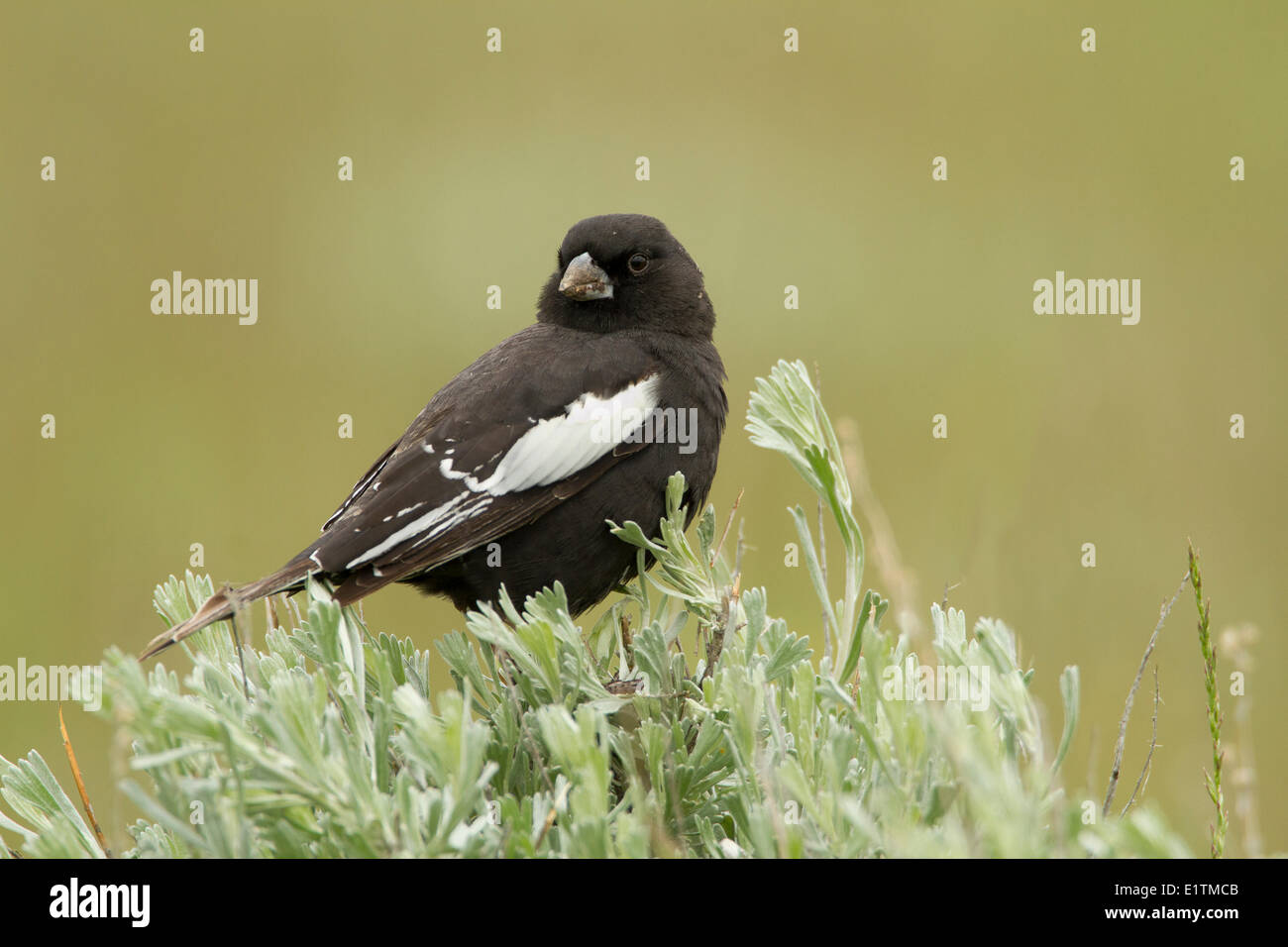 Lark bunting bird hi-res stock photography and images - Alamy
