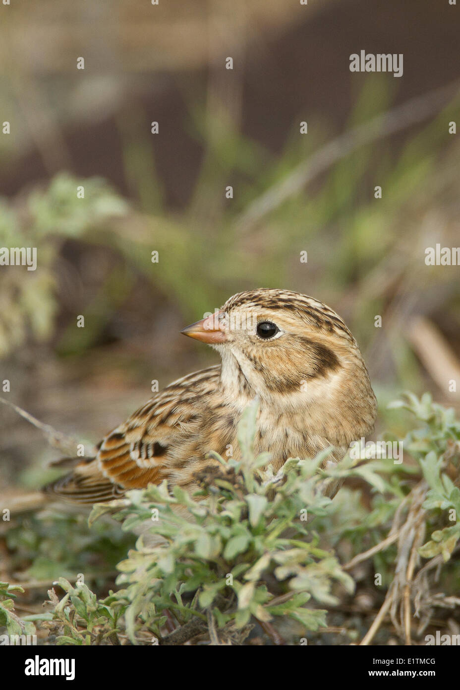 Lapland Longspur, Calcarius lapponicus, Victoria, BC, Canada Stock ...