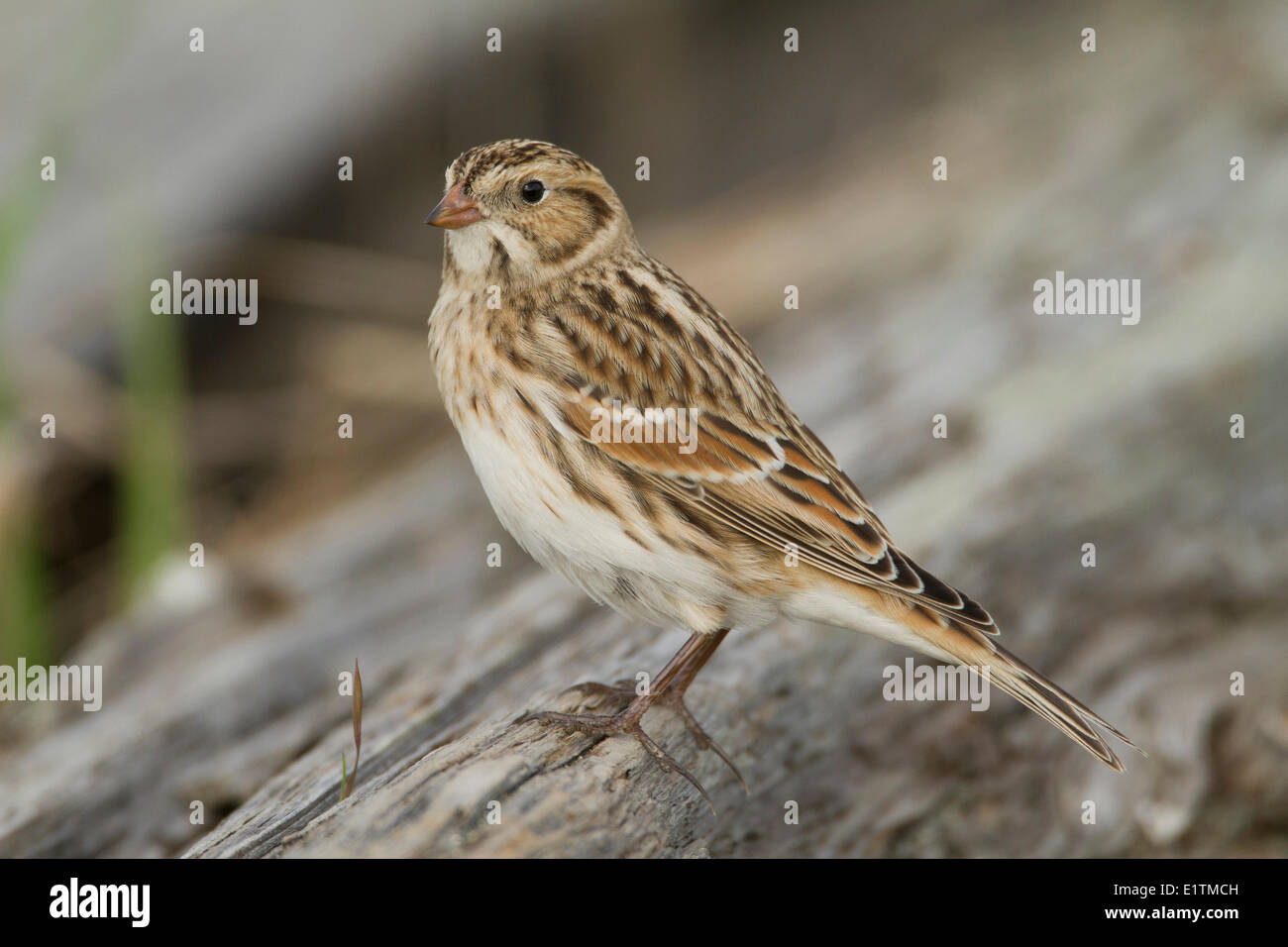 Lapland Longspur, Calcarius lapponicus, Victoria, BC, Canada Stock ...