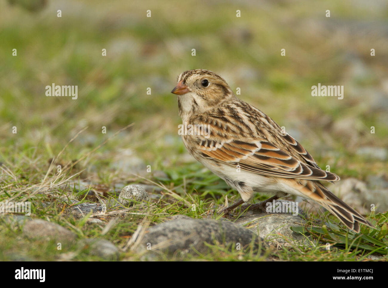 Lapland Longspur, Calcarius lapponicus, Victoria, BC, Canada Stock ...
