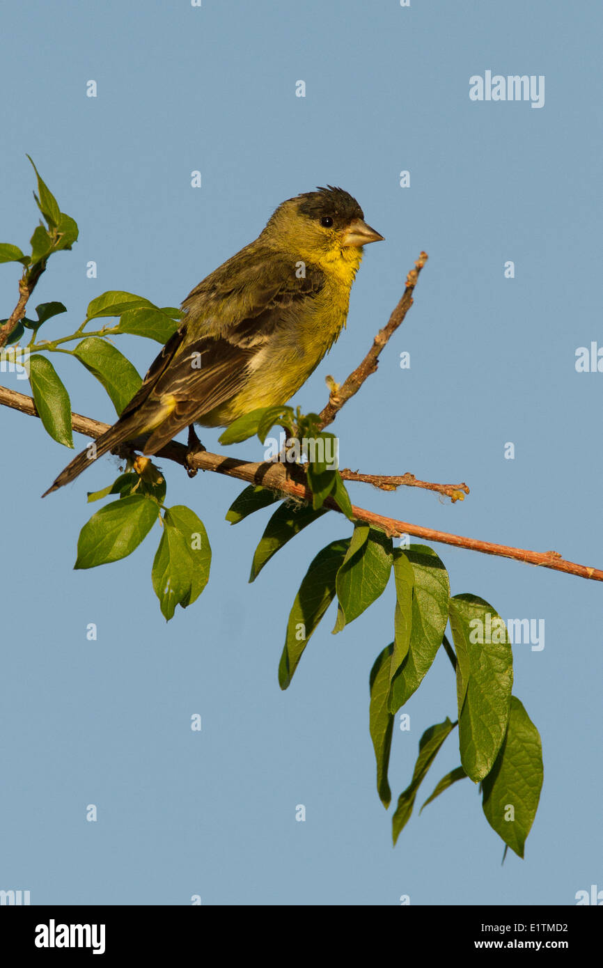 Lesser Goldfinch, Carduelis psaltria, Arizona, USA Stock Photo - Alamy