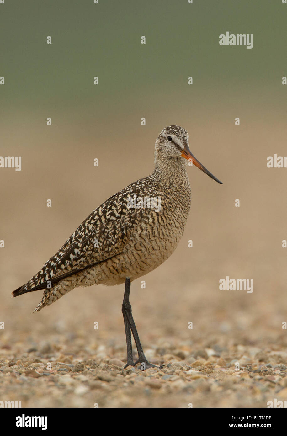 Marbled godwit limosa fedoa hi-res stock photography and images - Alamy