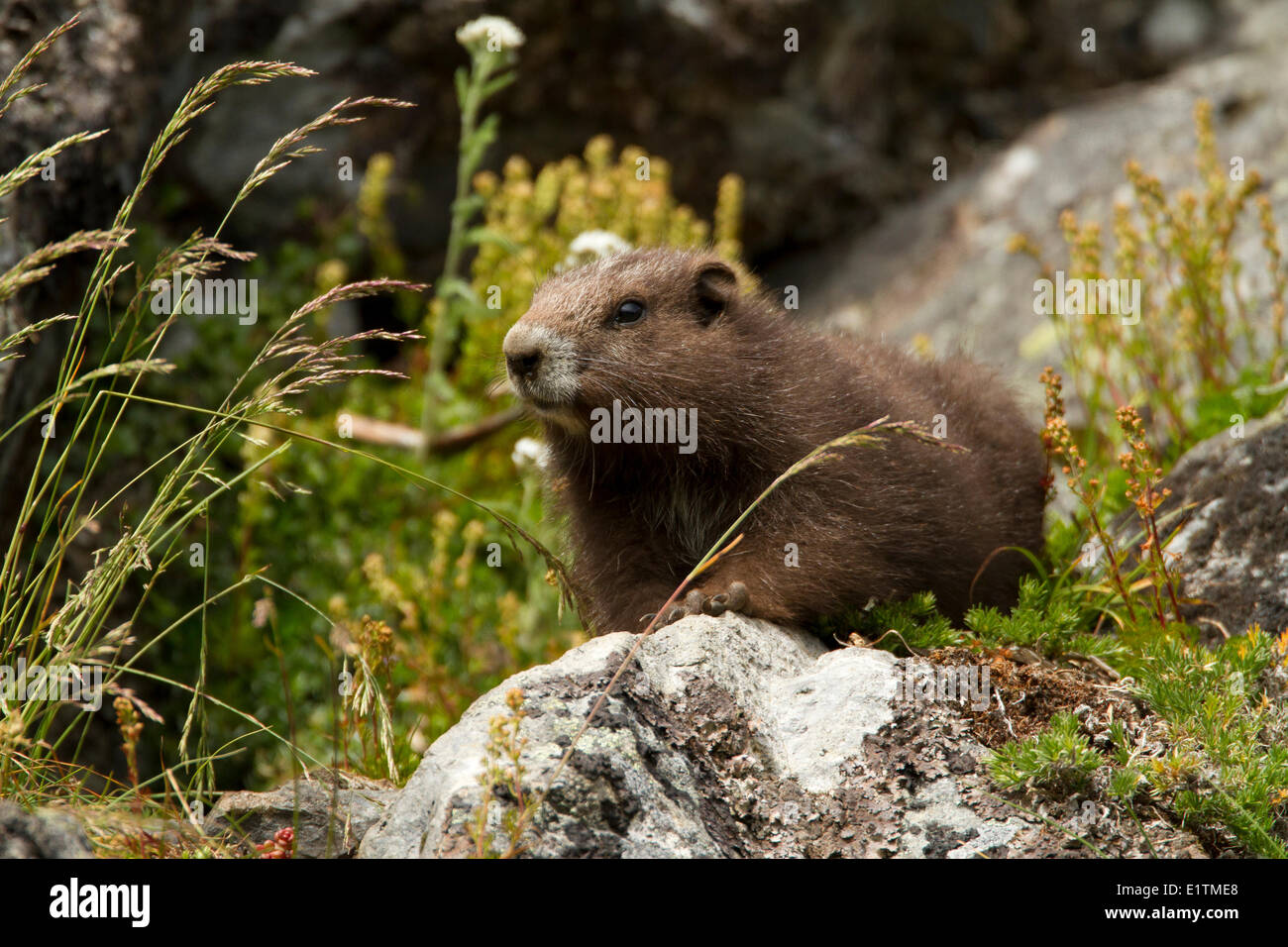 Vancouver Island Marmot, Marmota Vancouverensis, Vancouver Island, BC, Canada Stock Photo - Alamy