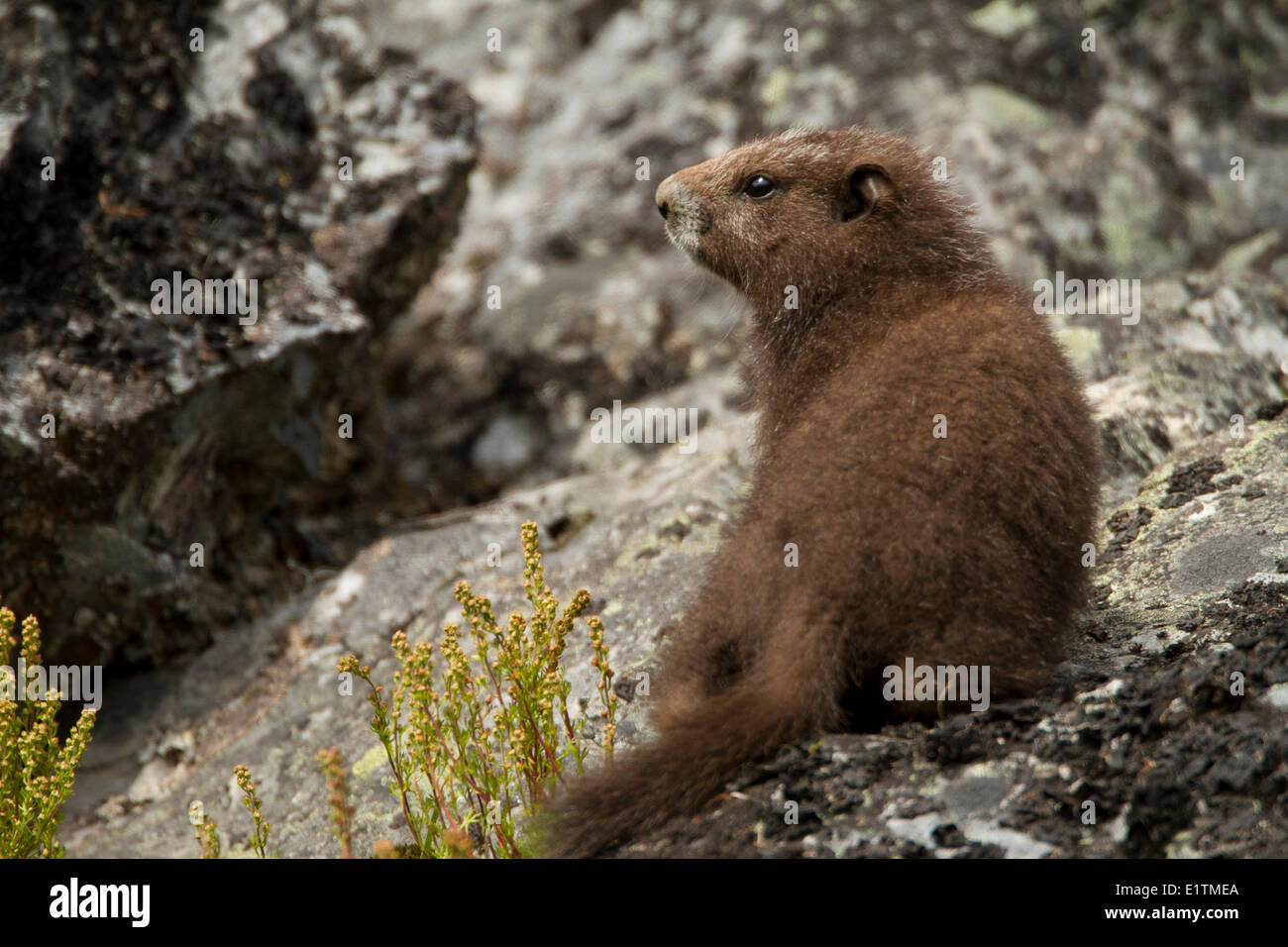 Wildlife in vancouver bc hi-res stock photography and images - Alamy
