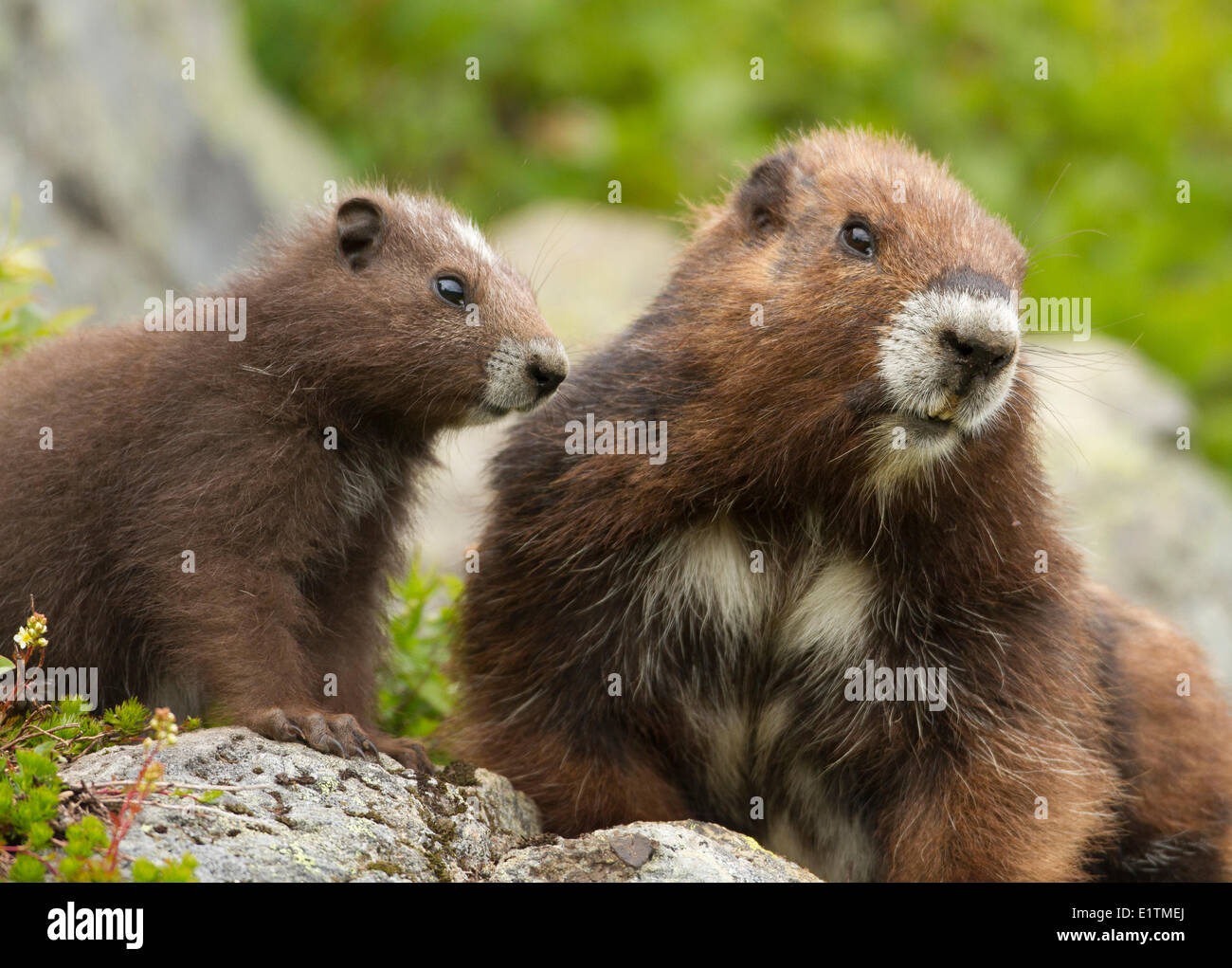 Vancouver Island Marmot, Marmota Vancouverensis, Vancouver Island, BC ...