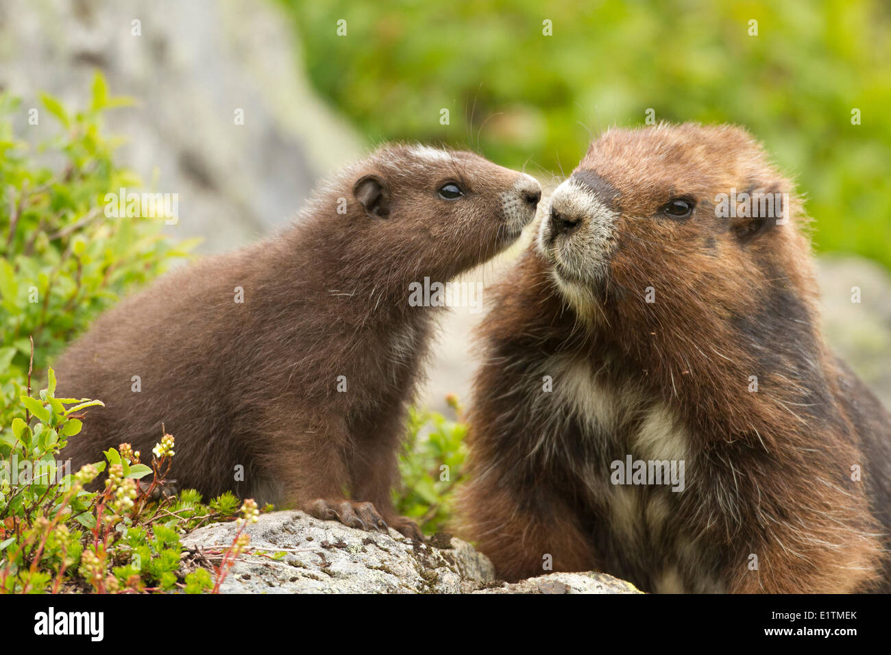 Vancouver Island Marmot, Marmota Vancouverensis, Vancouver Island, BC, Canada Stock Photo - Alamy
