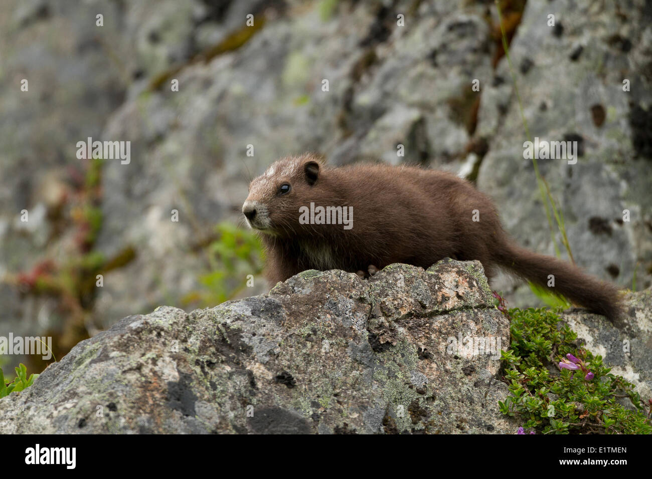 Vancouver Island Marmot, Marmota Vancouverensis, Vancouver Island, BC, Canada Stock Photo - Alamy