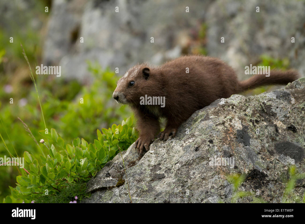 Vancouver Island Marmot, Marmota Vancouverensis, Vancouver Island, BC ...