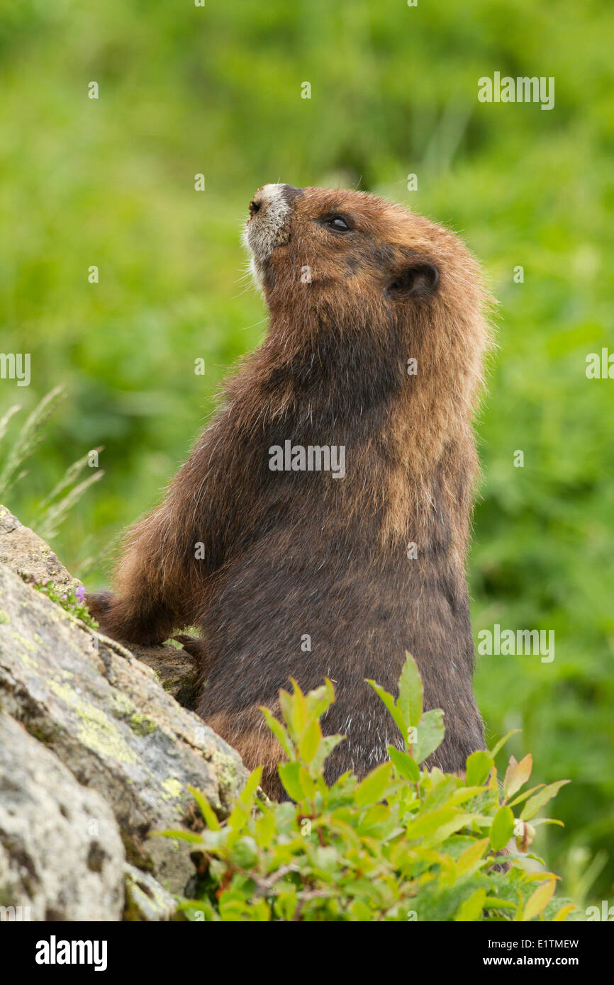 Vancouver Island Marmot, Marmota Vancouverensis, Vancouver Island, BC, Canada Stock Photo - Alamy
