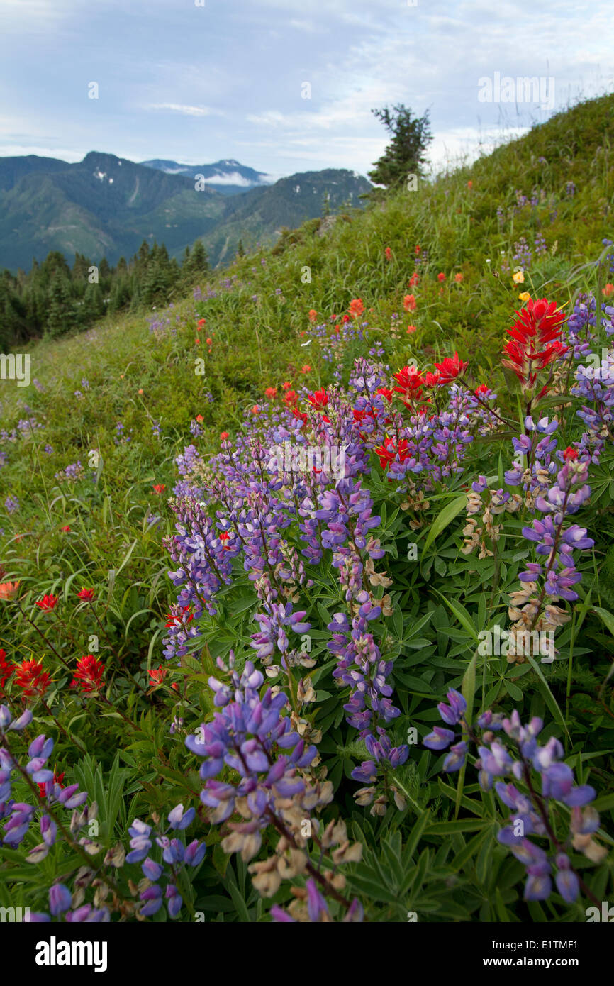 Green Mountain Summit, Alpine, Vancouver Island, Nanaimo Lakes region ...