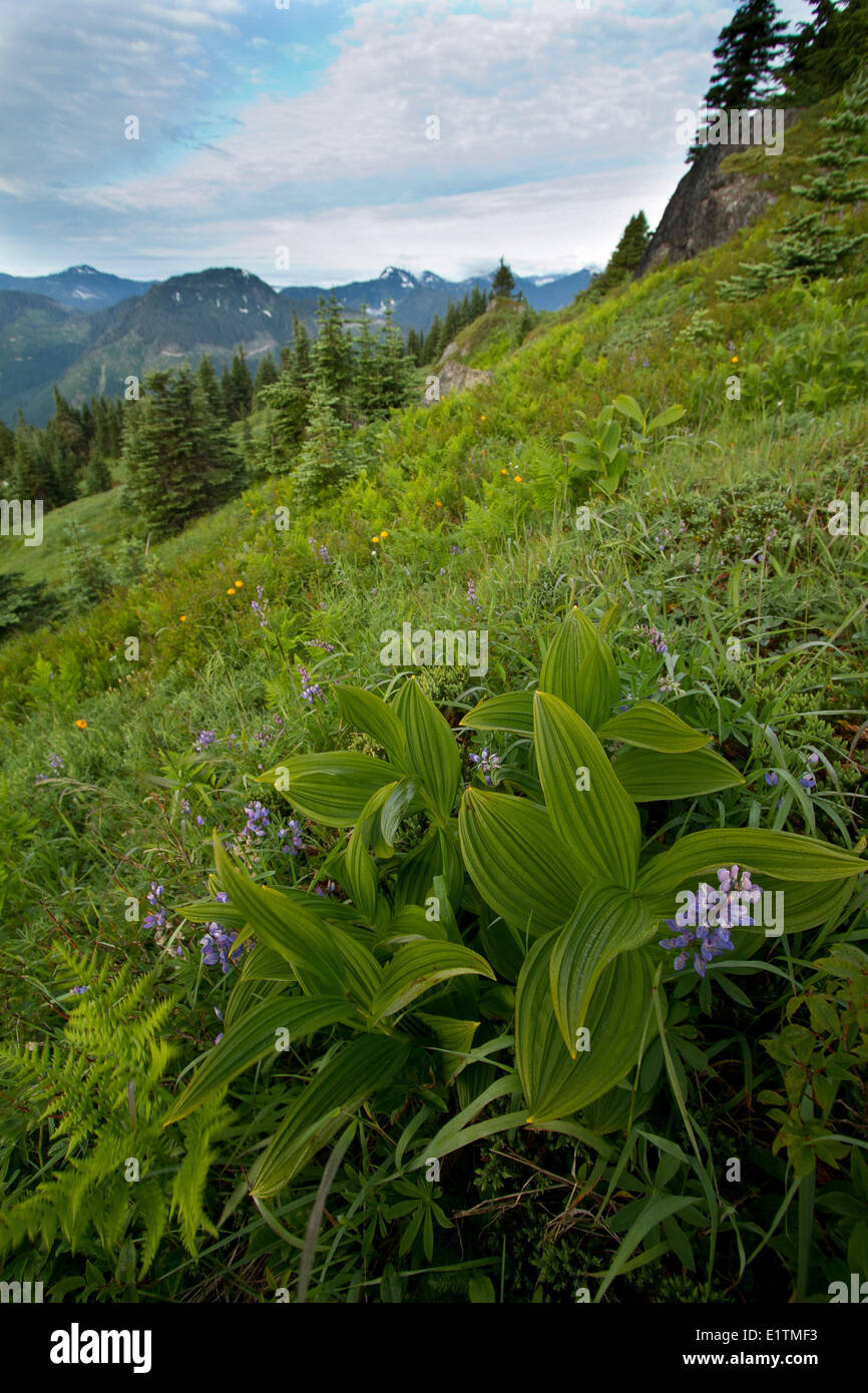 Green Mountain Summit, Alpine, Vancouver Island, Nanaimo Lakes region ...