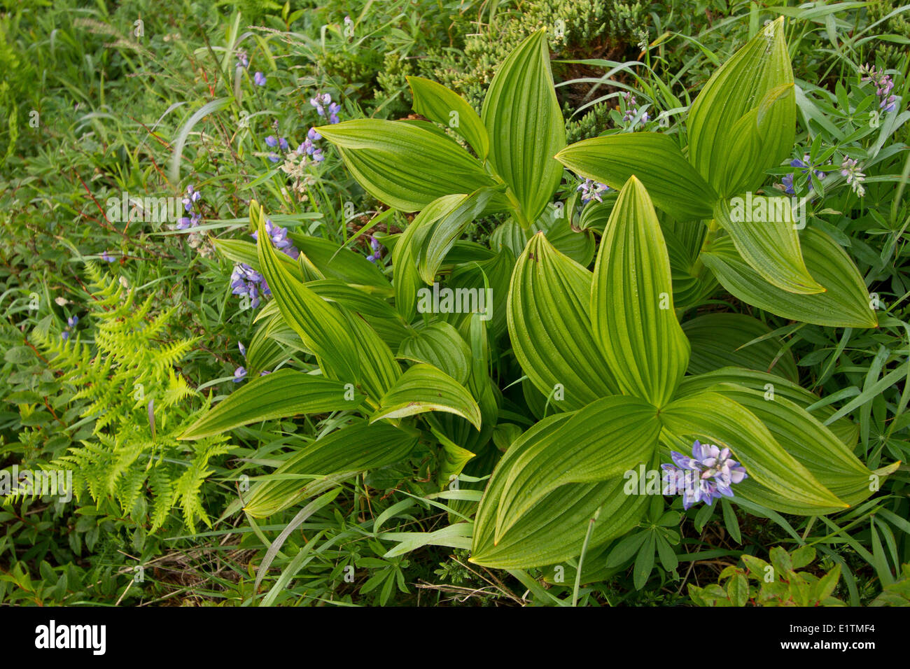 Green Mountain Summit, Alpine, Vancouver Island, Nanaimo Lakes region ...
