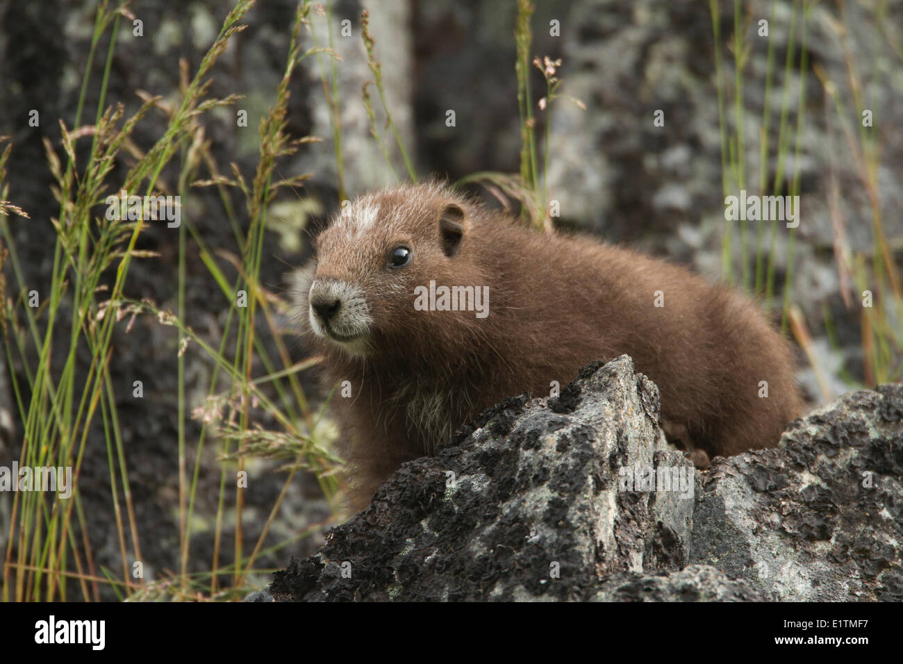 Vancouver Island Marmot, Marmota Vancouverensis, Vancouver Island, BC ...