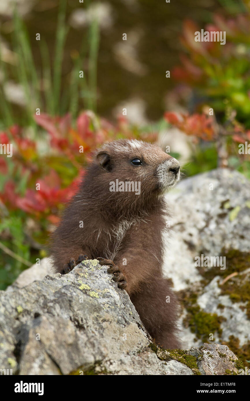 Vancouver Island Marmot, Marmota Vancouverensis, Vancouver Island, BC, Canada Stock Photo - Alamy