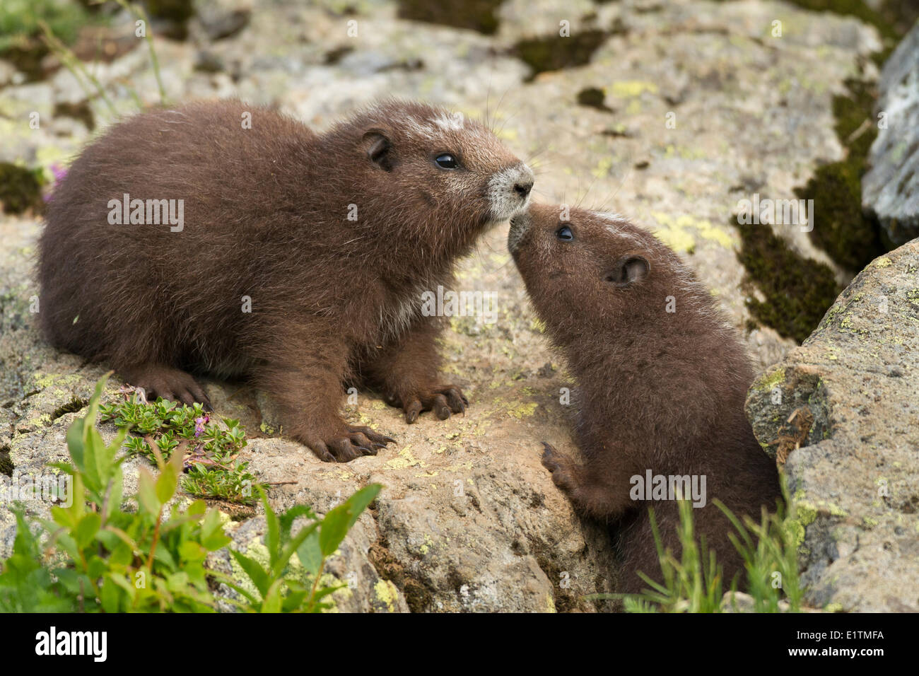 Vancouver Island Marmot, Marmota Vancouverensis, Vancouver Island, BC ...