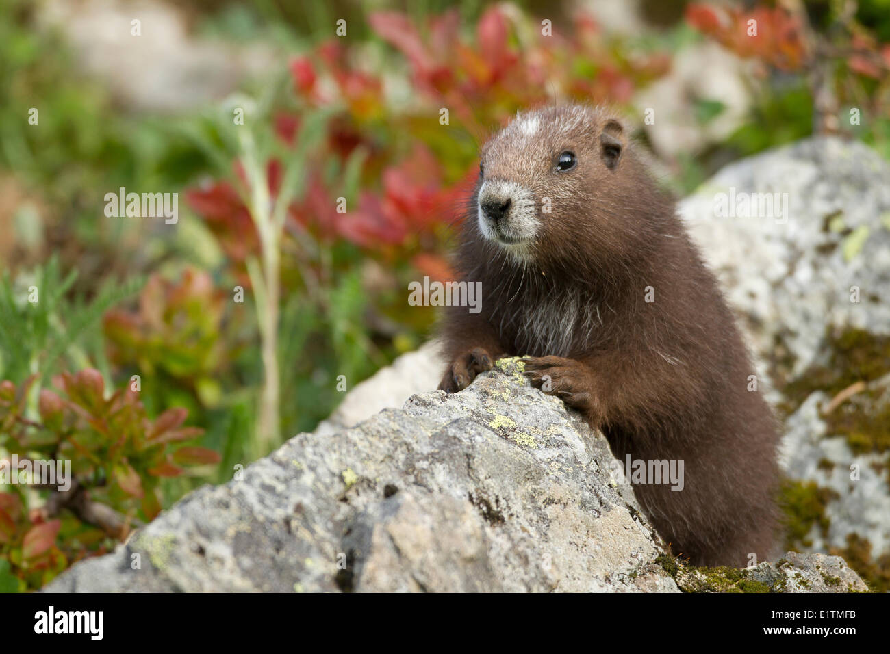 Vancouver Island Marmot, Marmota Vancouverensis, Vancouver Island, BC, Canada Stock Photo - Alamy