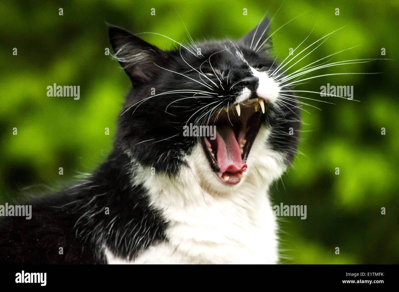 Cat in moment of yawning Stock Photo - Alamy