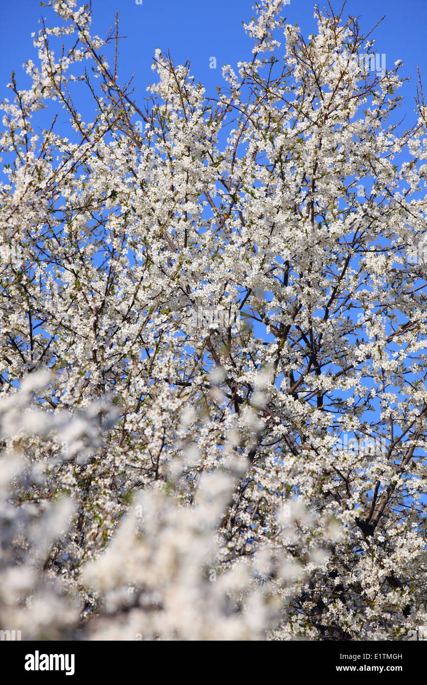 trees in bloom Stock Photo - Alamy