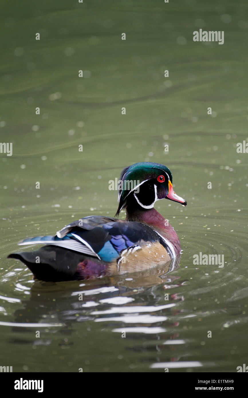 Toronto high park duck hi-res stock photography and images - Alamy
