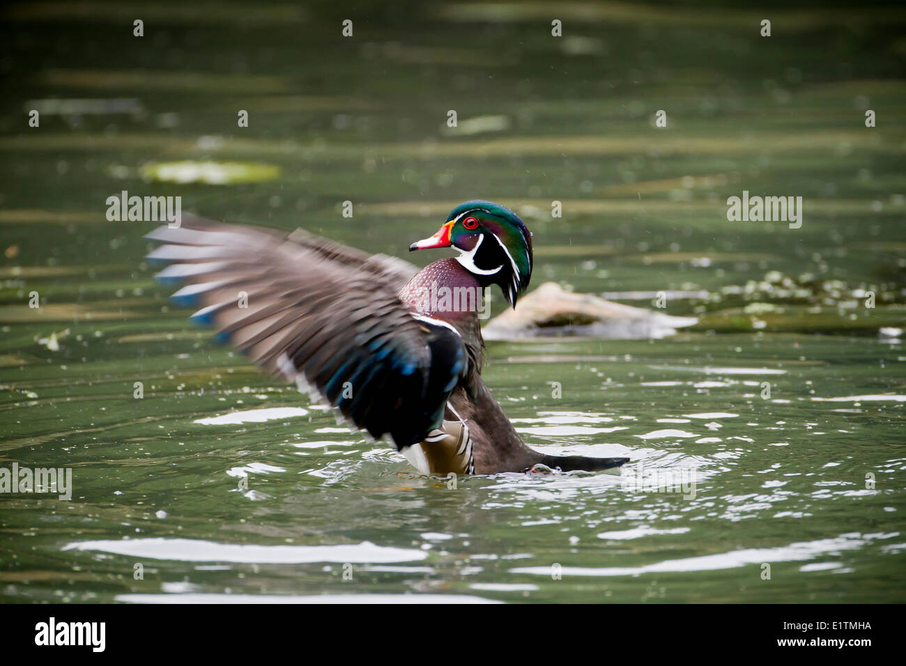 Toronto high park duck hi-res stock photography and images - Alamy