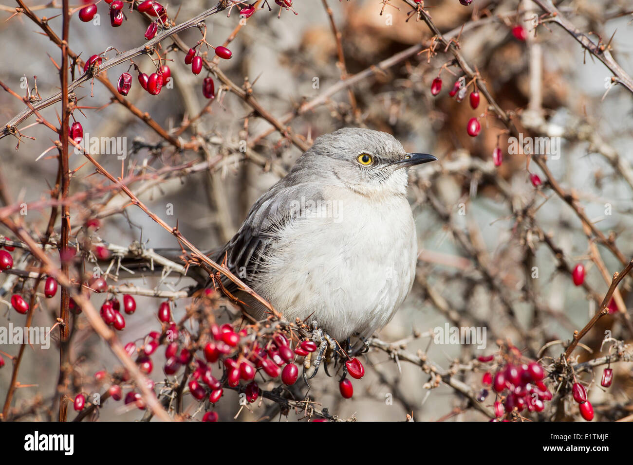 Northern Mockingbird (Mimus polyglottos) on an ornamental Red Barberry ...