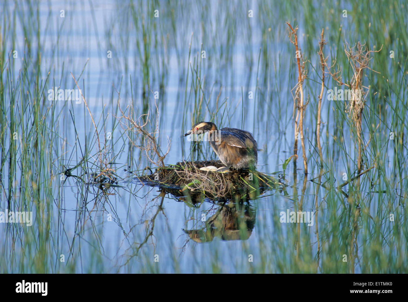 Horned Grebe (Podiceps auritus) Adult, Sasketchewan, Canada Stock Photo ...