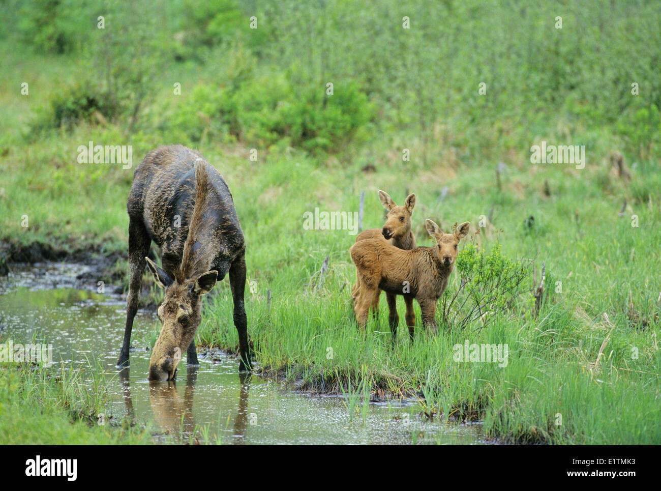 Moose water hi-res stock photography and images - Alamy
