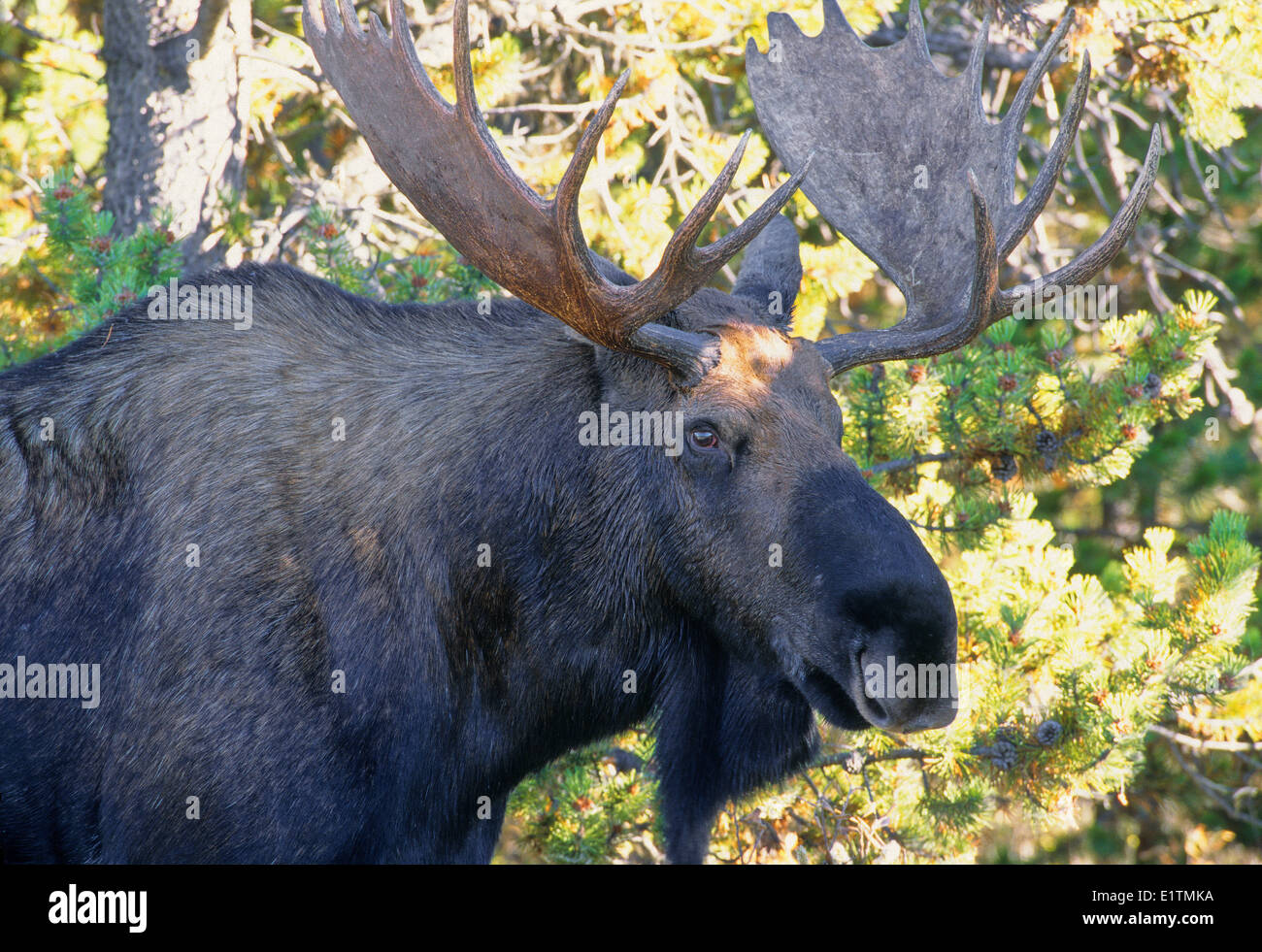 Bull Moose (Alces alces) Jasper National Park, Alberta, Canada Stock ...