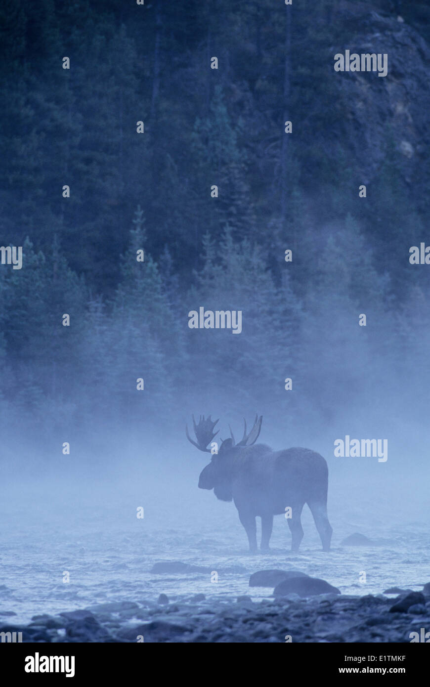 Moose (Alces alces) Male in Mist, Autumn, Jasper National Park, Alberta ...