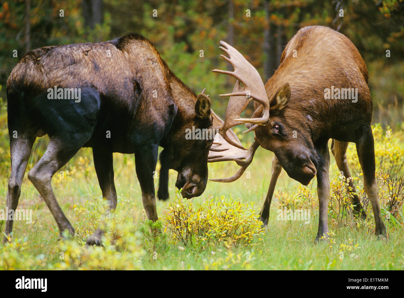 Bull moose fighting hi-res stock photography and images - Alamy