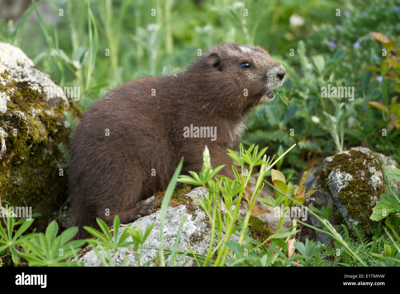 Vancouver Island Marmot, Marmota Vancouverensis, Vancouver Island, BC, Canada Stock Photo - Alamy