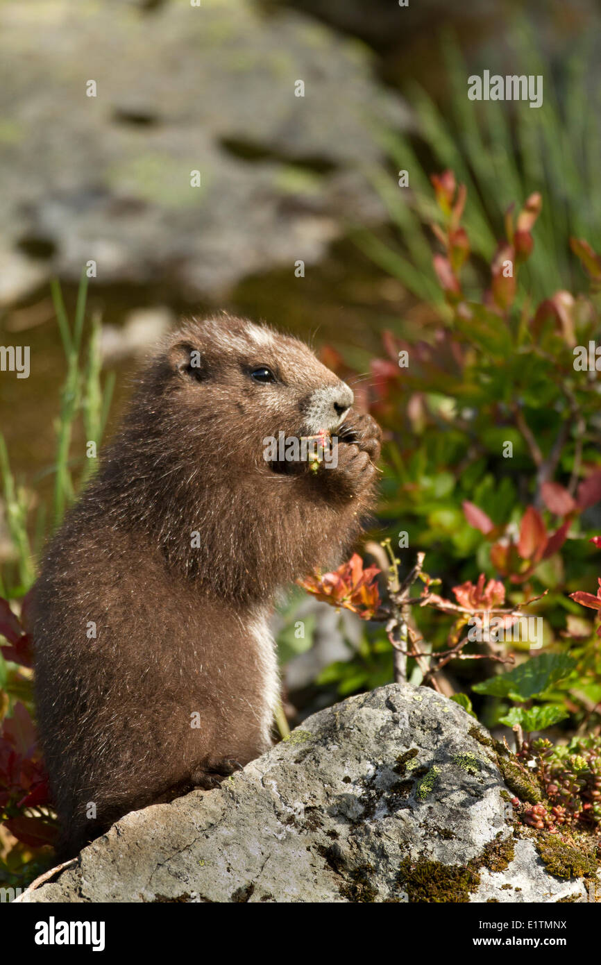 Vancouver Island Marmot, Marmota Vancouverensis, Vancouver Island, BC, Canada Stock Photo - Alamy
