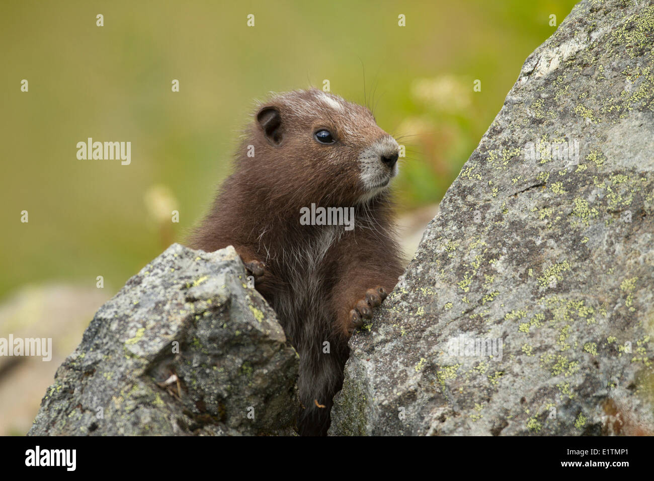 Vancouver Island Marmot, Marmota Vancouverensis, Vancouver Island, BC ...