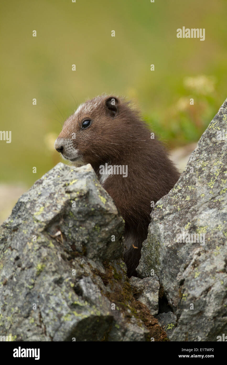 Vancouver Island Marmot, Marmota Vancouverensis, Vancouver Island, BC, Canada Stock Photo - Alamy