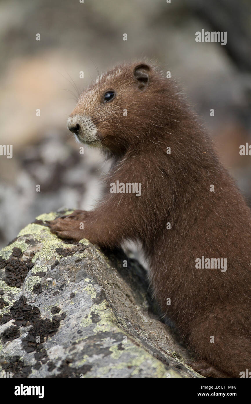Vancouver Island Marmot, Marmota Vancouverensis, Vancouver Island, BC ...