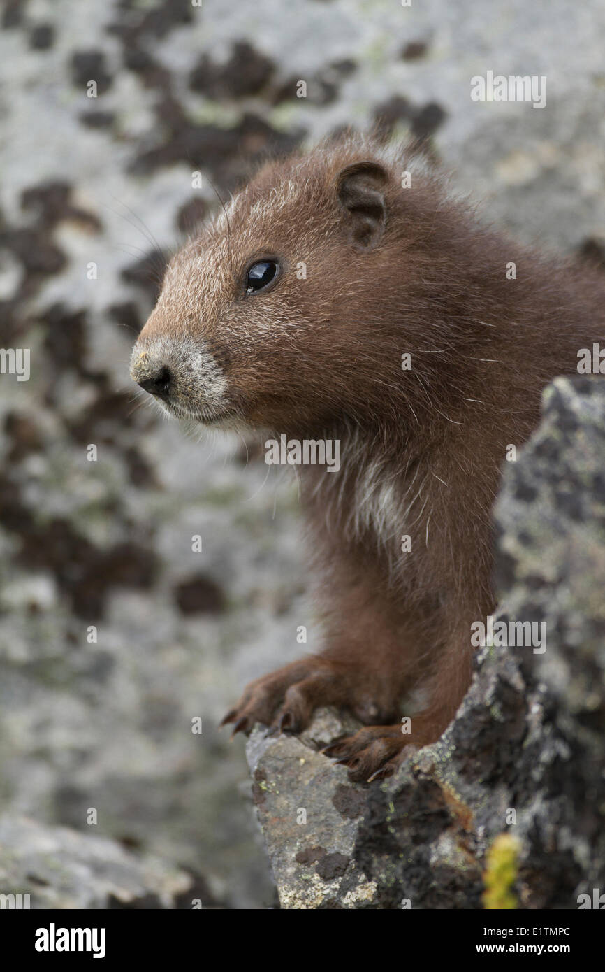 Vancouver Island Marmot, Marmota Vancouverensis, Vancouver Island, BC ...