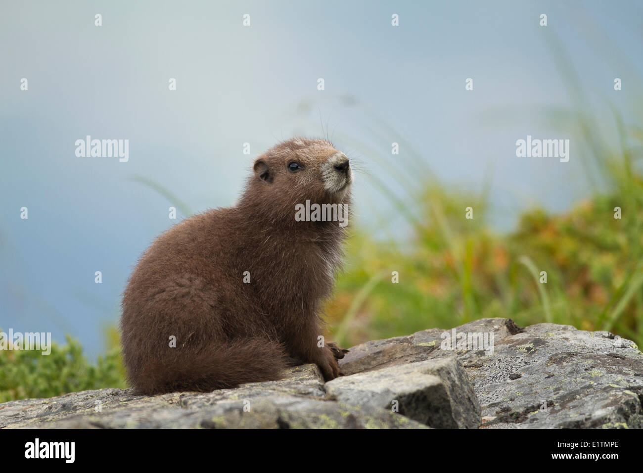 Vancouver Island Marmot, Marmota Vancouverensis, Vancouver Island, BC, Canada Stock Photo - Alamy