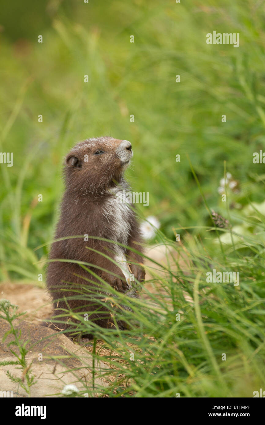 Vancouver Island Marmot, Marmota Vancouverensis, Vancouver Island, BC, Canada Stock Photo - Alamy