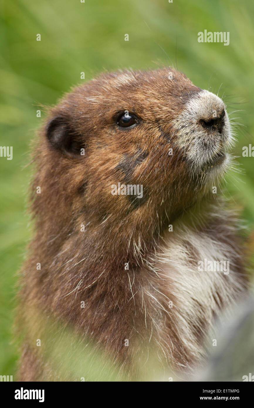 Vancouver Island Marmot, Marmota Vancouverensis, Vancouver Island, BC, Canada Stock Photo - Alamy