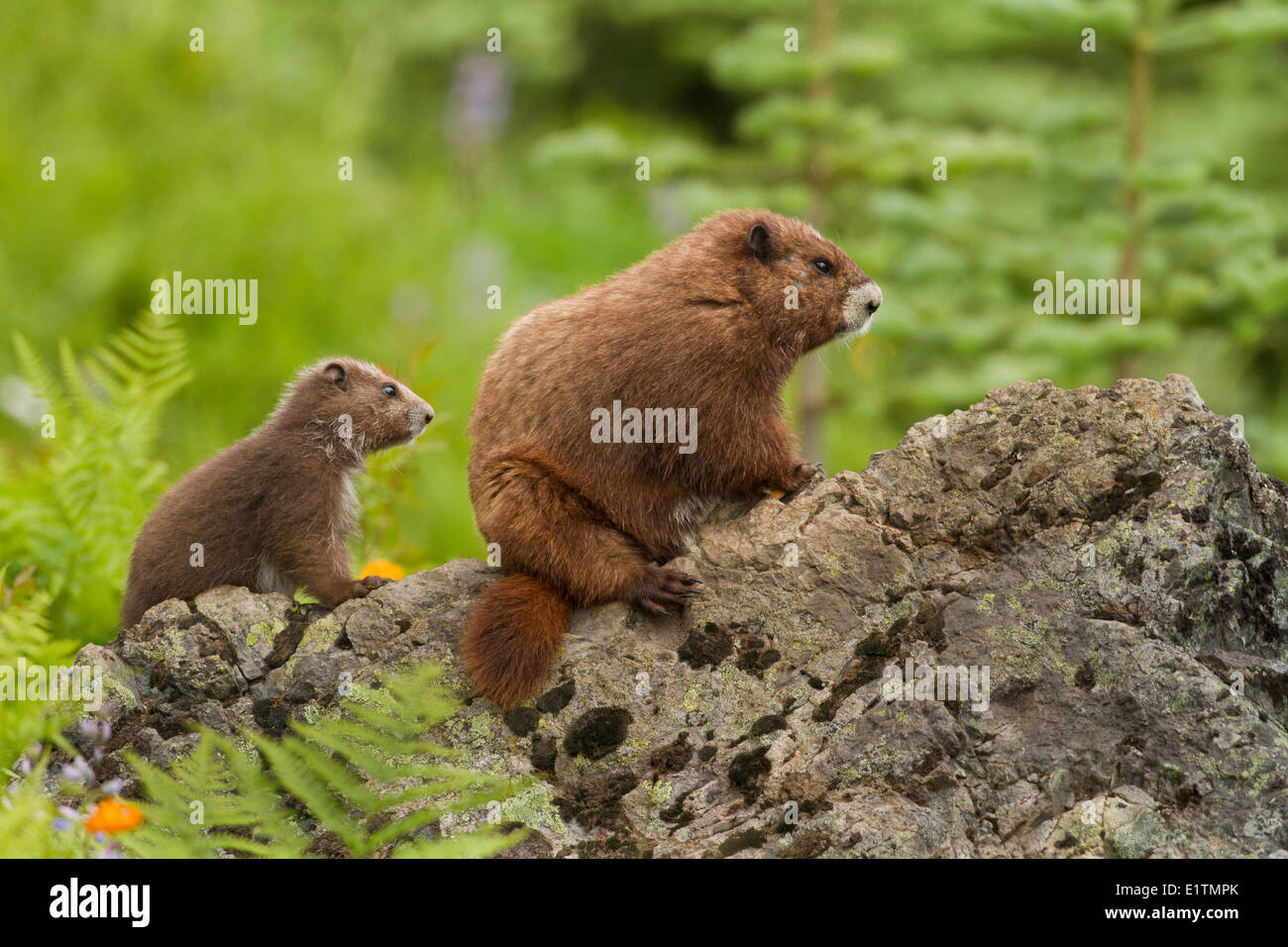 Vancouver Island Marmot, Marmota Vancouverensis, Vancouver Island, BC, Canada Stock Photo - Alamy
