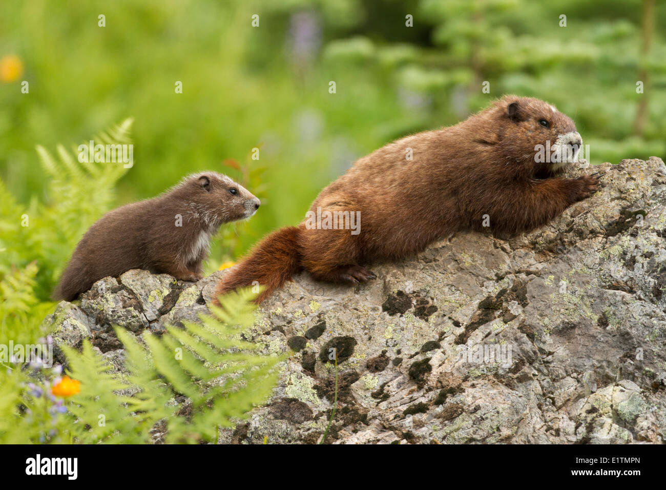 Vancouver Island Marmot, Marmota Vancouverensis, Vancouver Island, BC ...