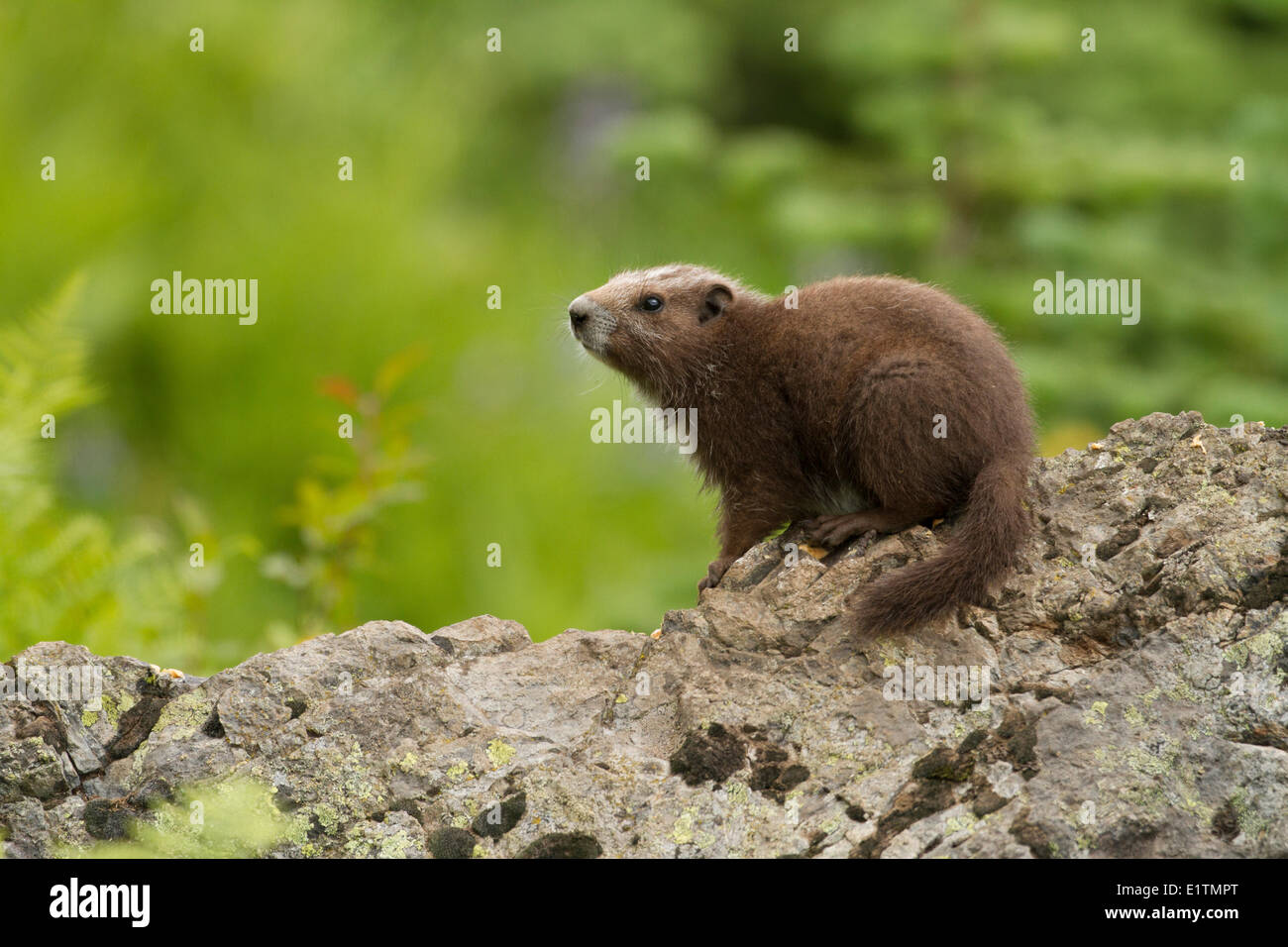 Vancouver Island Marmot, Marmota Vancouverensis, Vancouver Island, BC, Canada Stock Photo - Alamy