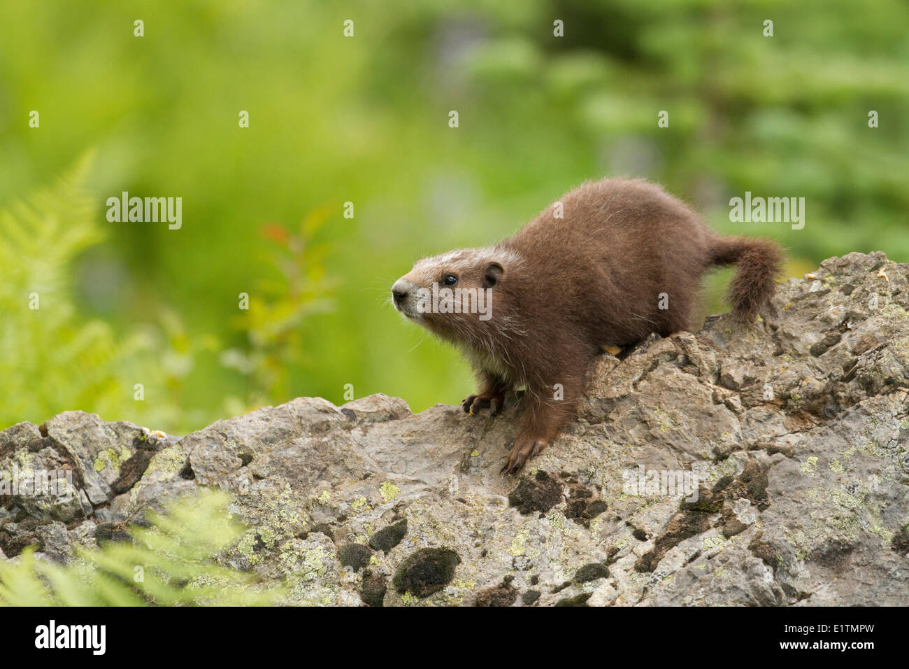 Vancouver Island Marmot, Marmota Vancouverensis, Vancouver Island, BC ...