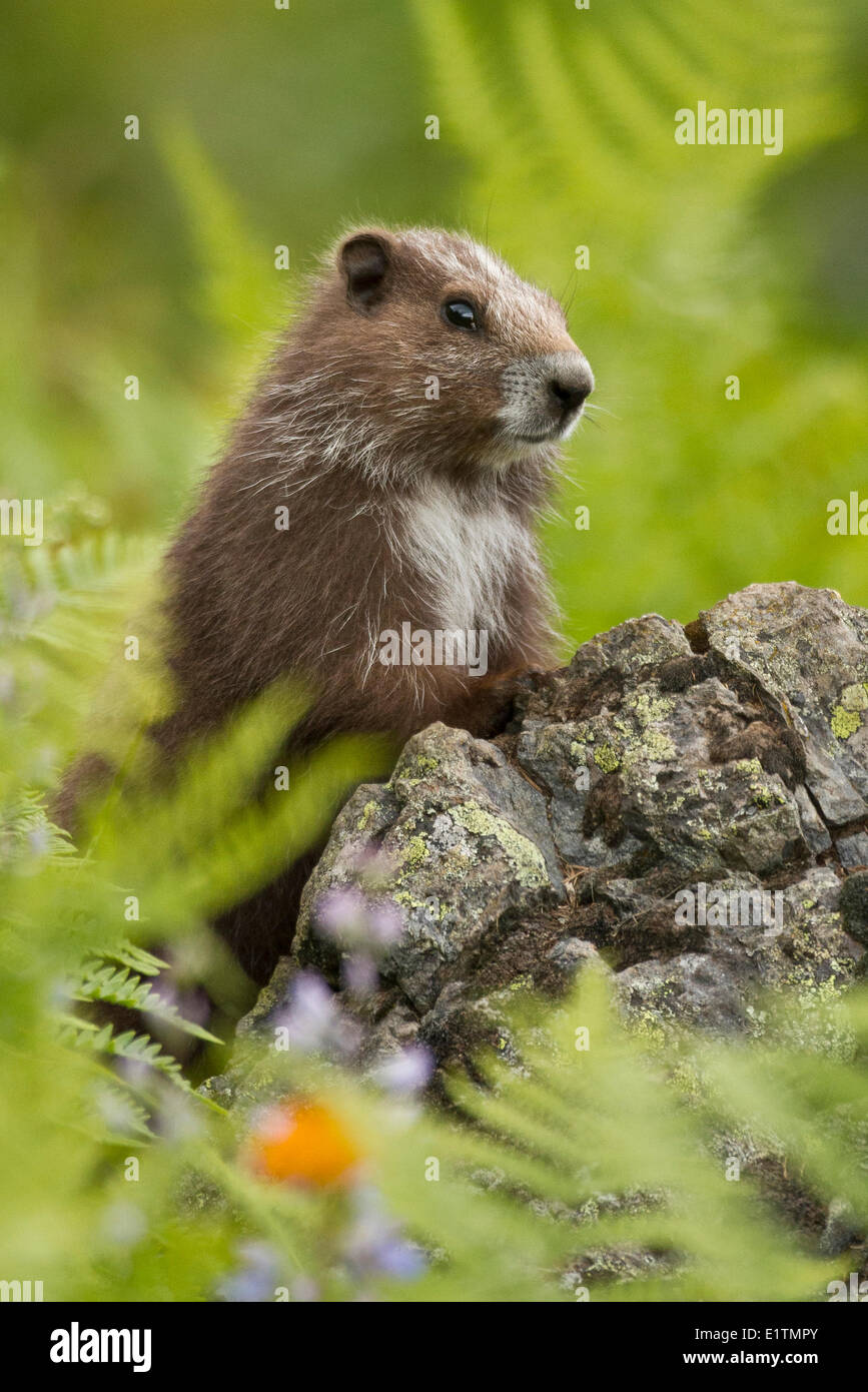 Vancouver Island Marmot, Marmota Vancouverensis, Vancouver Island, BC, Canada Stock Photo - Alamy