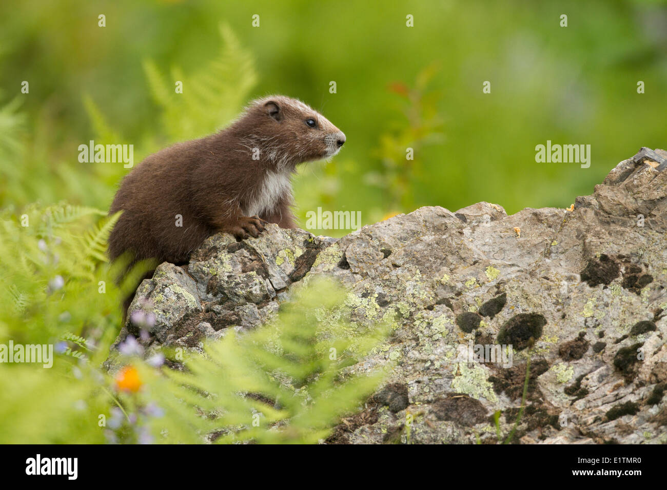 Vancouver Island Marmot, Marmota Vancouverensis, Vancouver Island, BC, Canada Stock Photo - Alamy