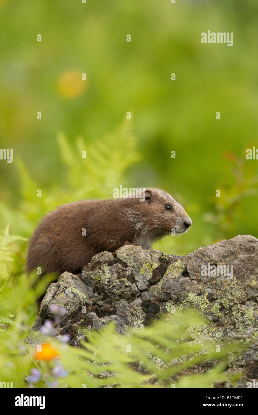 Vancouver Island Marmot, Marmota Vancouverensis, Vancouver Island, BC, Canada Stock Photo - Alamy
