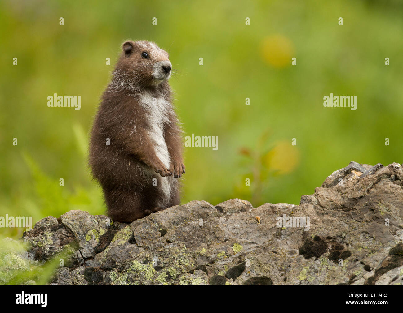 Vancouver Island Marmot, Marmota Vancouverensis, Vancouver Island, BC, Canada Stock Photo - Alamy